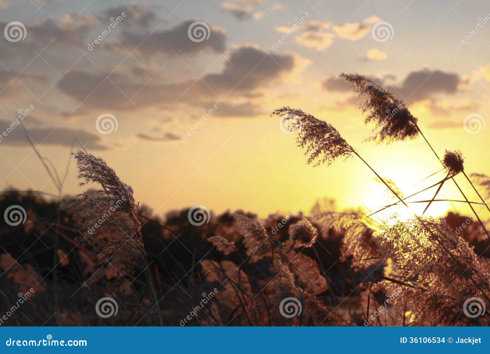 Reed stock photo. Image of comana, light, rays, park - 36106534