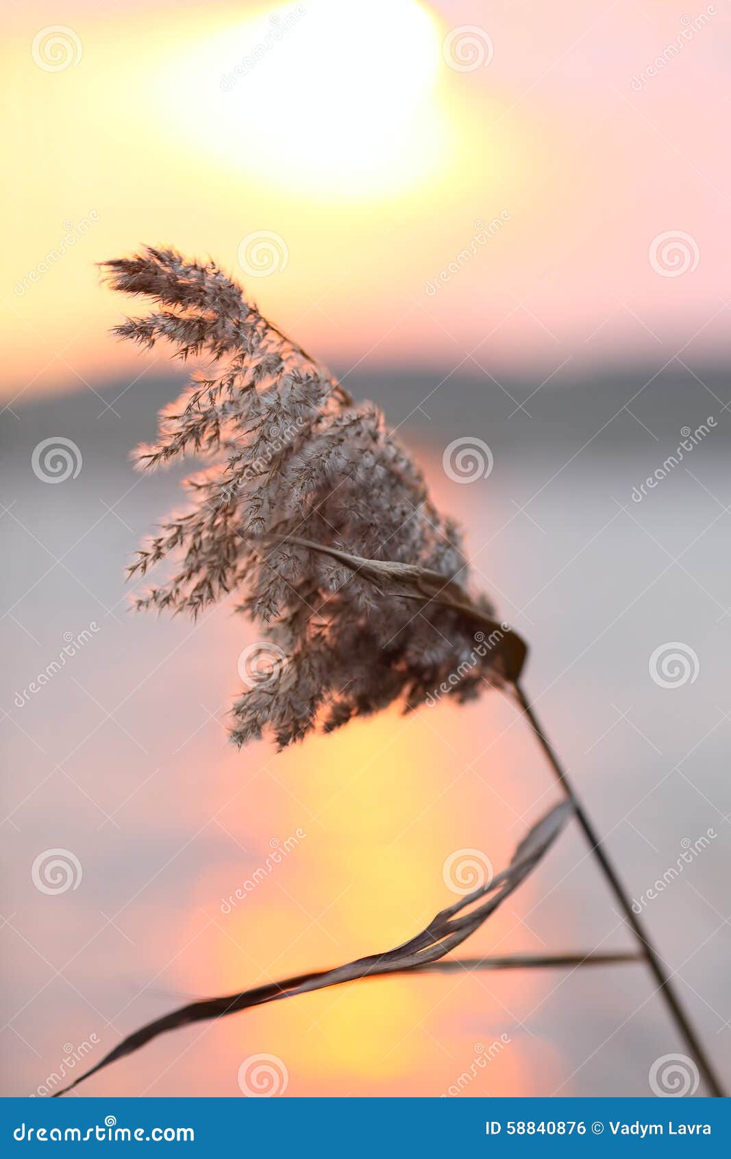 Reed inflorescence stock photo. Image of panicle, grass - 58840876