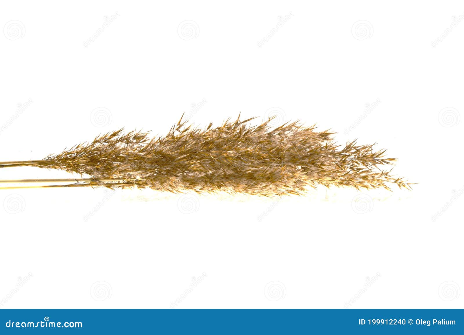 Reed Isolated on White Background Stock Photo - Image of life, lawn ...
