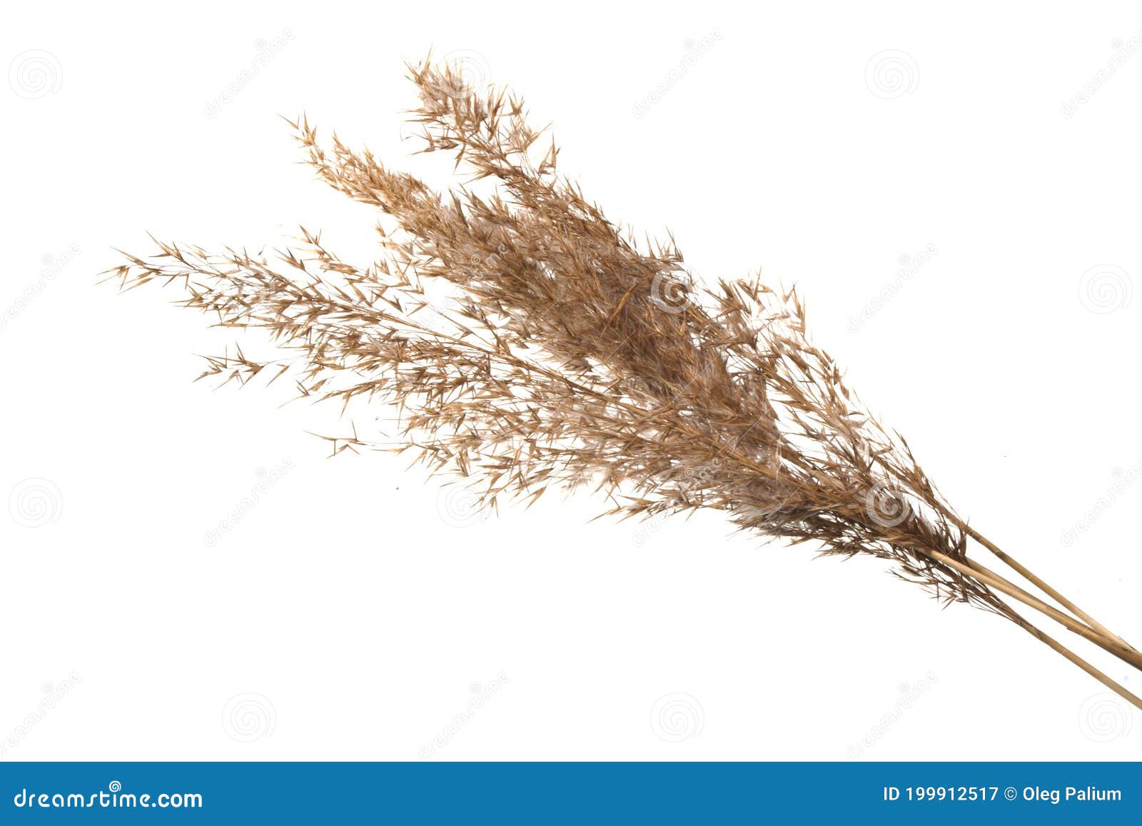 Reed Isolated on White Background Stock Image - Image of nature, blade ...