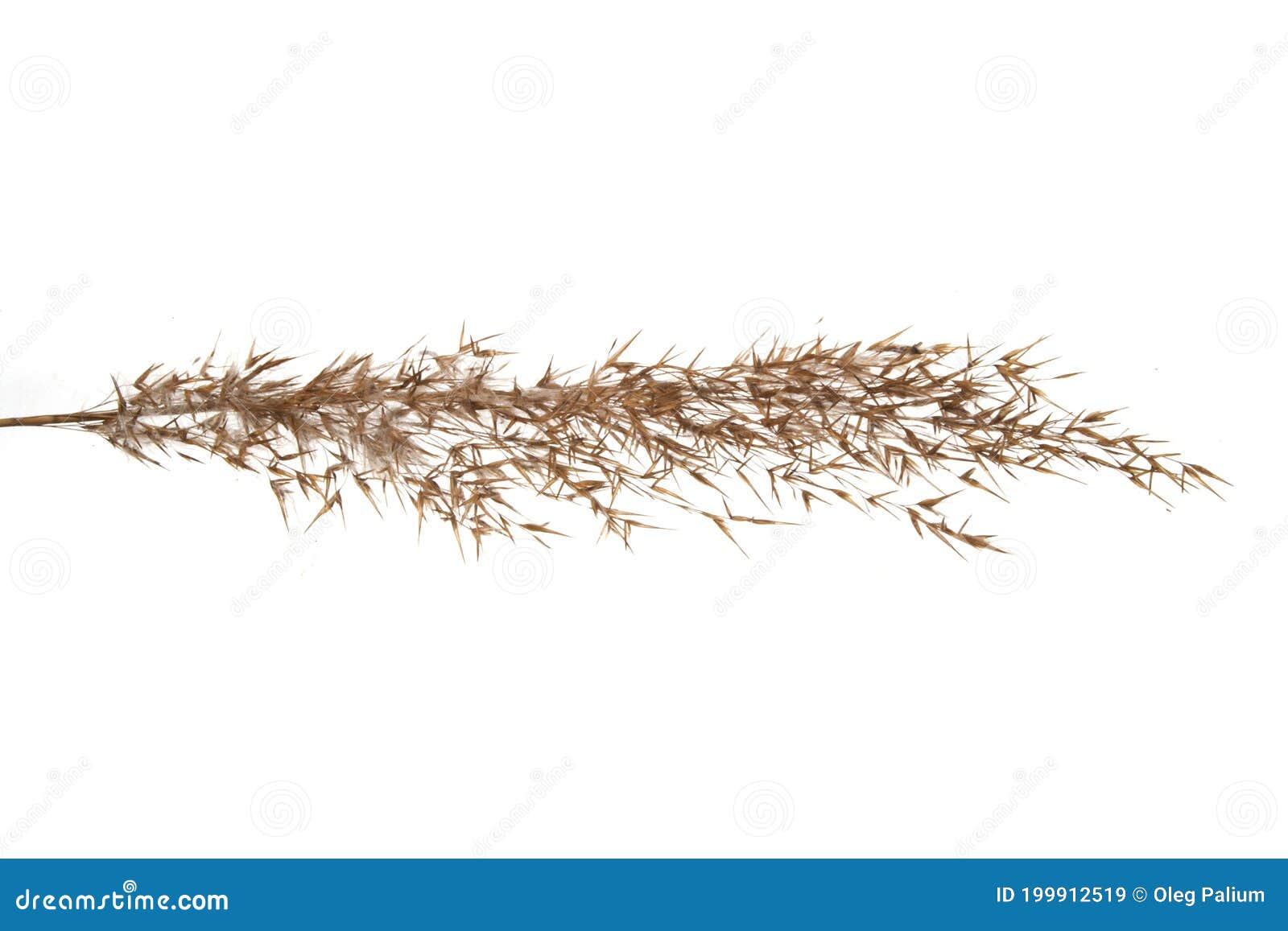 Reed Isolated on White Background Stock Image - Image of bulrush, blade ...