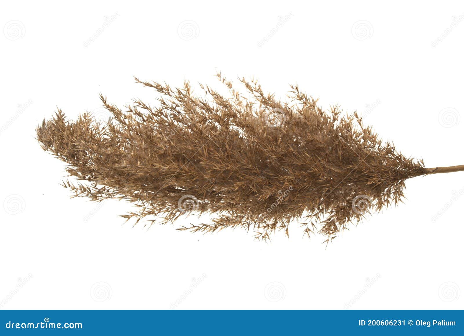 Reed Isolated on White Background Stock Image - Image of common ...