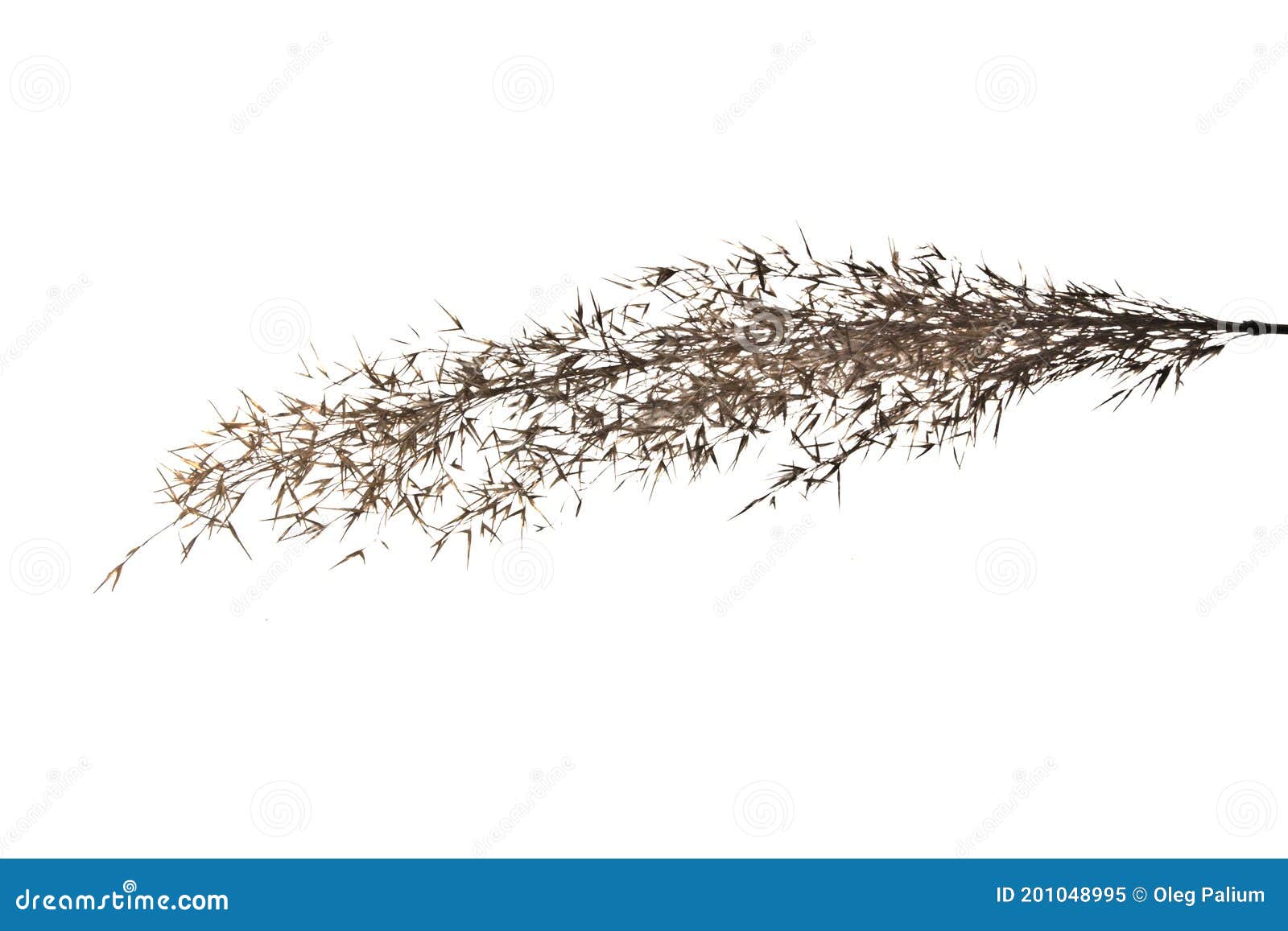Reed Isolated on White Background Stock Image - Image of grass, flora ...