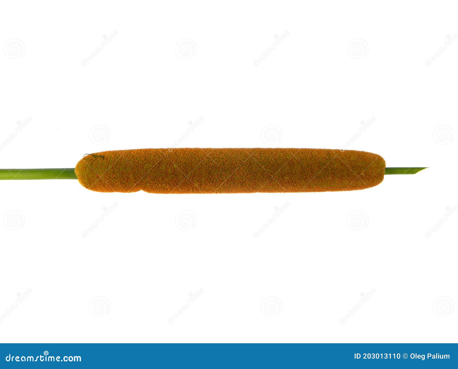 Reed Isolated on White Background Stock Photo - Image of leaf ...