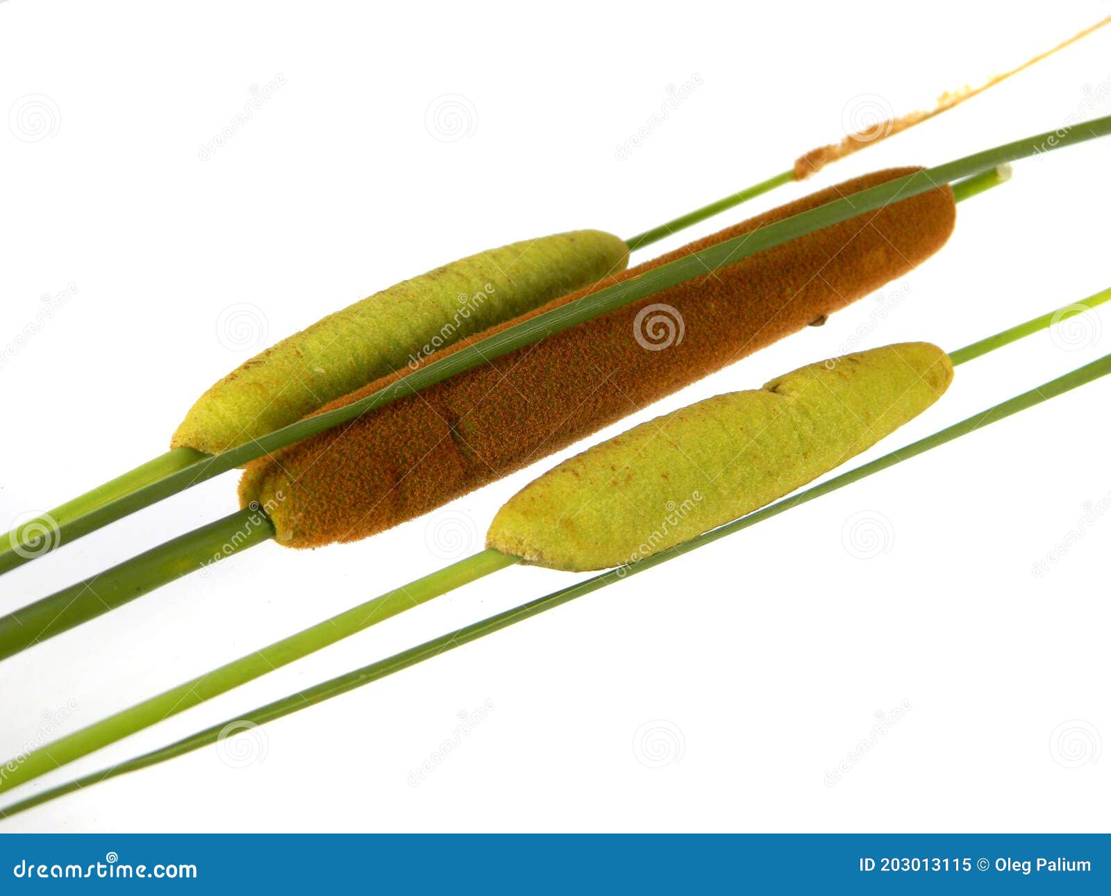Reed Isolated on White Background Stock Image - Image of plant, growth ...