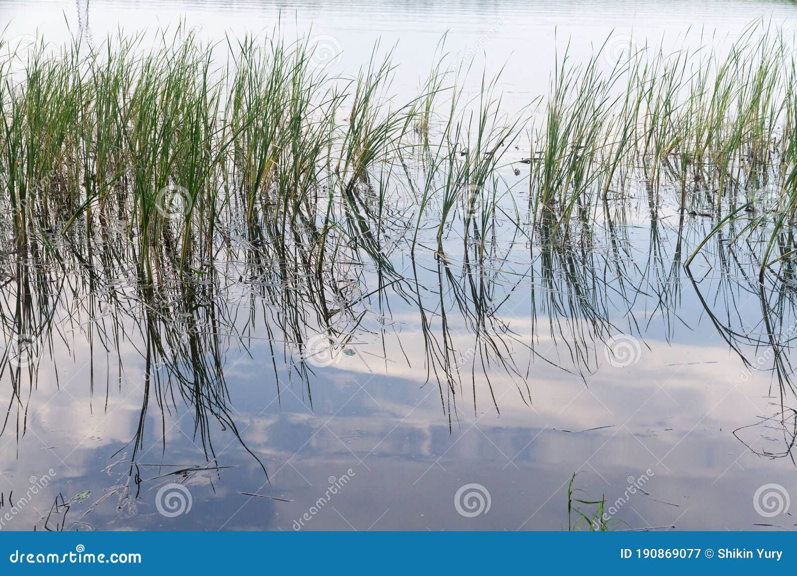 Reed and Its Reflection and the Sky in the Bay of the Sok River Stock ...