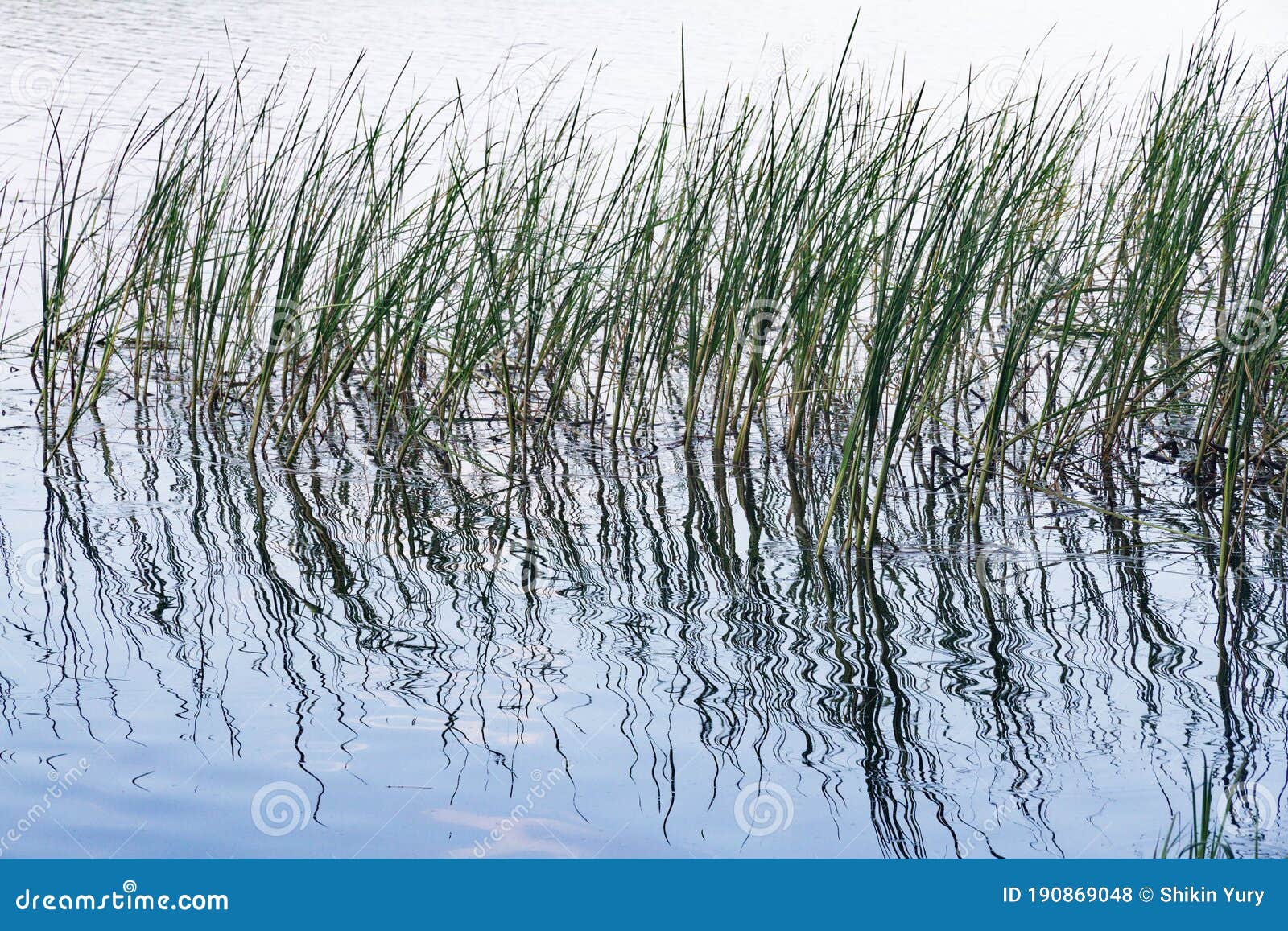 Reed and Its Reflection in the Water Stock Photo - Image of grass ...