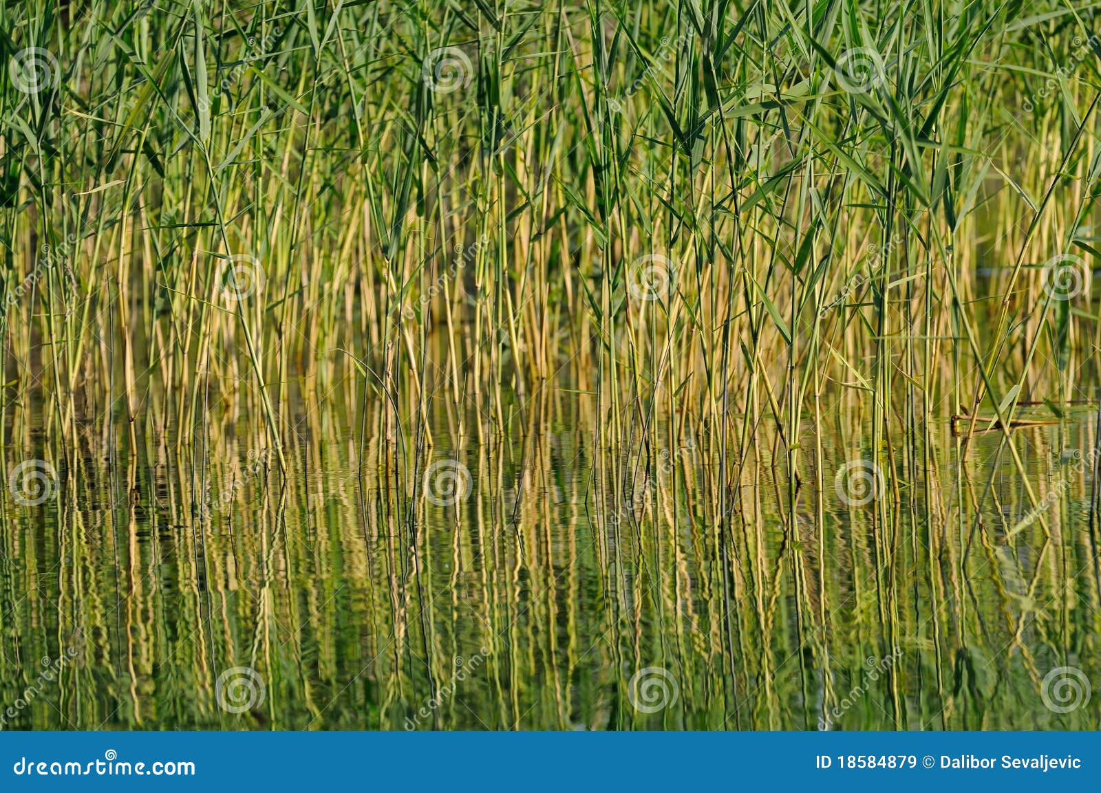 Reed in the lake stock image. Image of reed, freshwater - 18584879