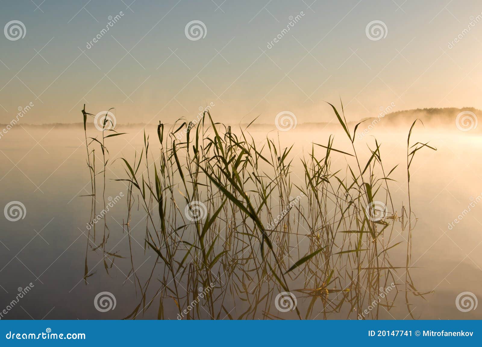 Reed on the lake stock image. Image of ecology, sunset - 20147741