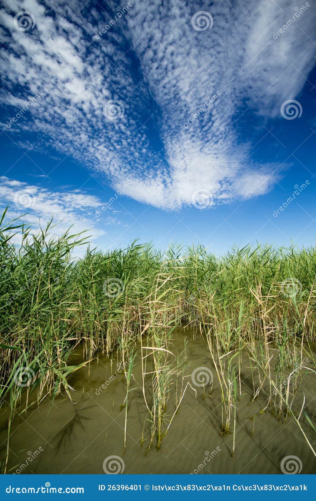 Reed in lake stock image. Image of grass, cloud, pond - 26396401