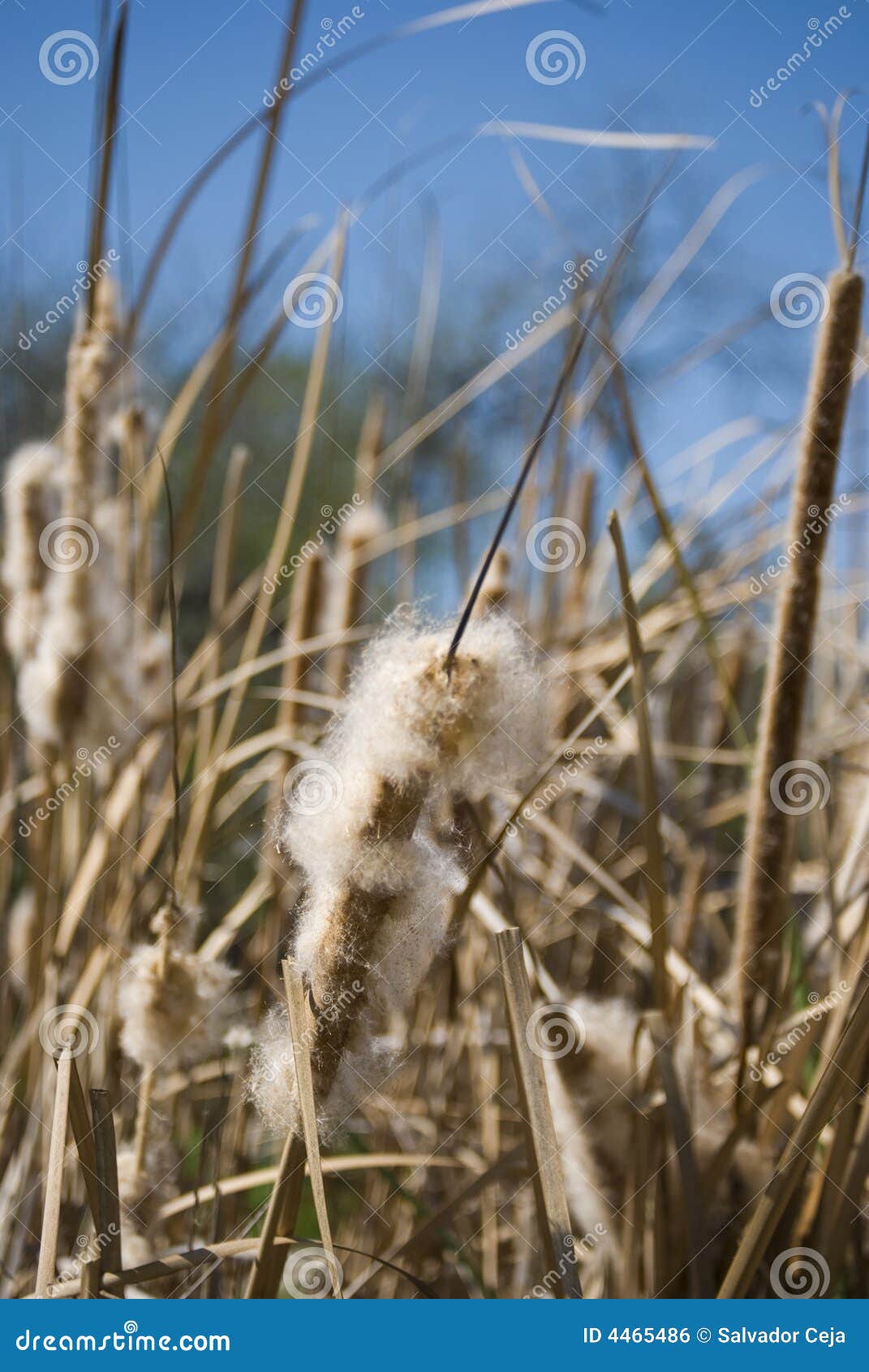 Reed in a lake stock photo. Image of botany, furry, macro - 4465486