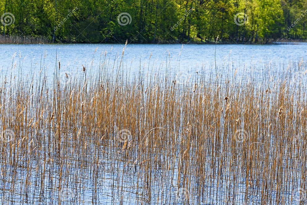 Reed in a lake stock image. Image of deciduous, beach - 72781729