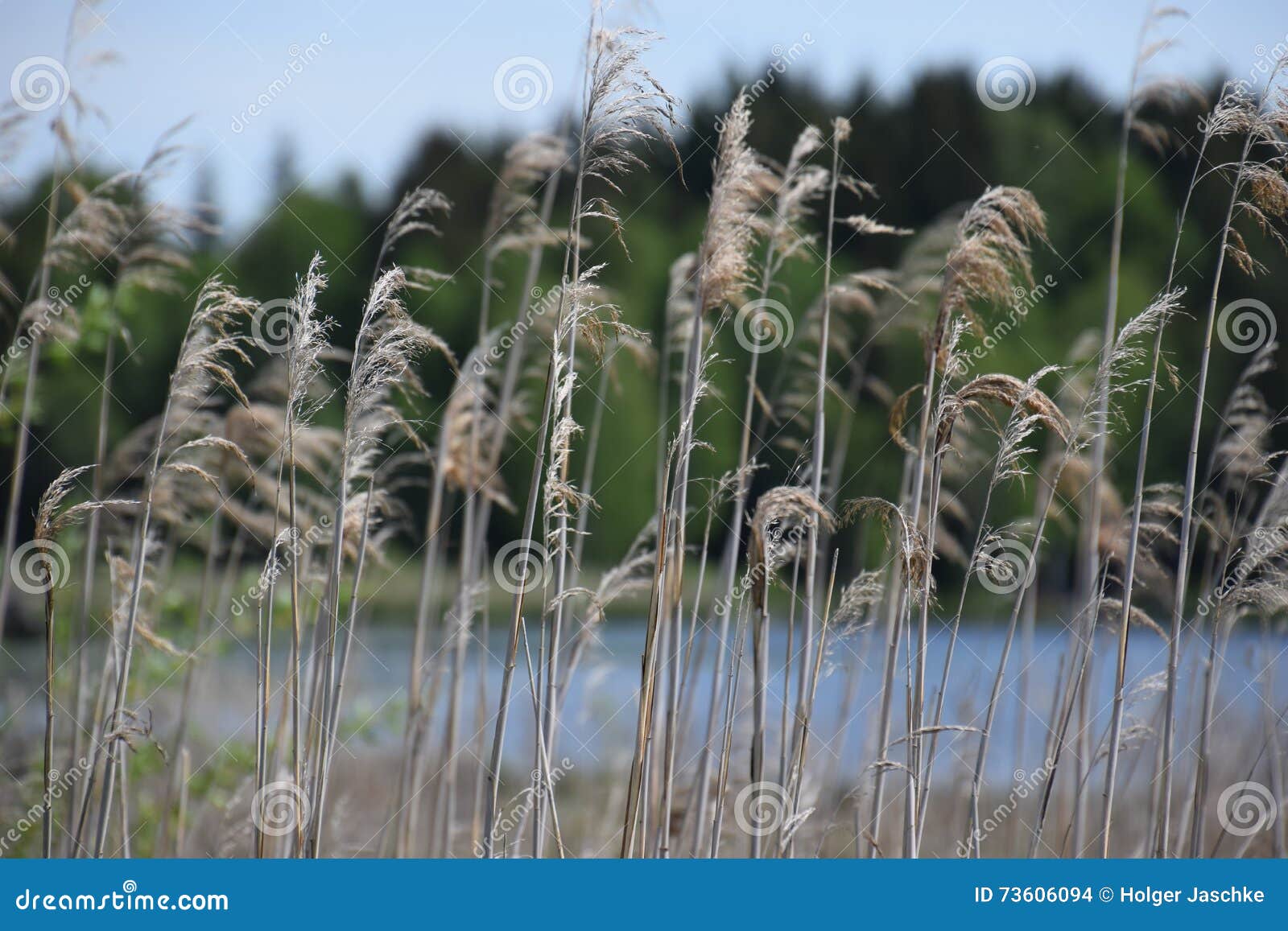 Reed at a lake stock photo. Image of light, scenery, foreground - 73606094
