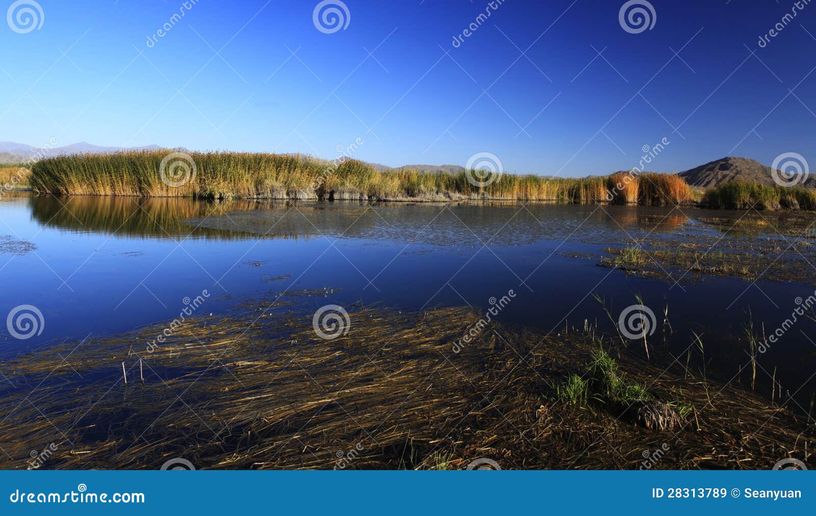 Reed Lake View in North West China Stock Image - Image of easy, travel ...