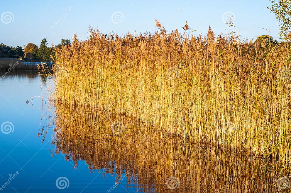 Reed in a Lake with Water Reflections Stock Image - Image of tranquil ...