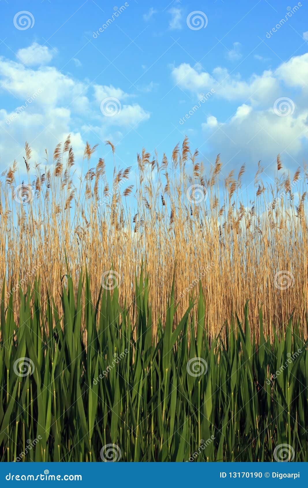 Reed landscape stock photo. Image of beauty, green, flora - 13170190