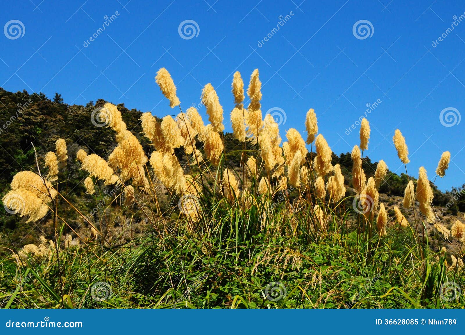 Reed stock image. Image of bulrush, natural, cane, blue - 36628085