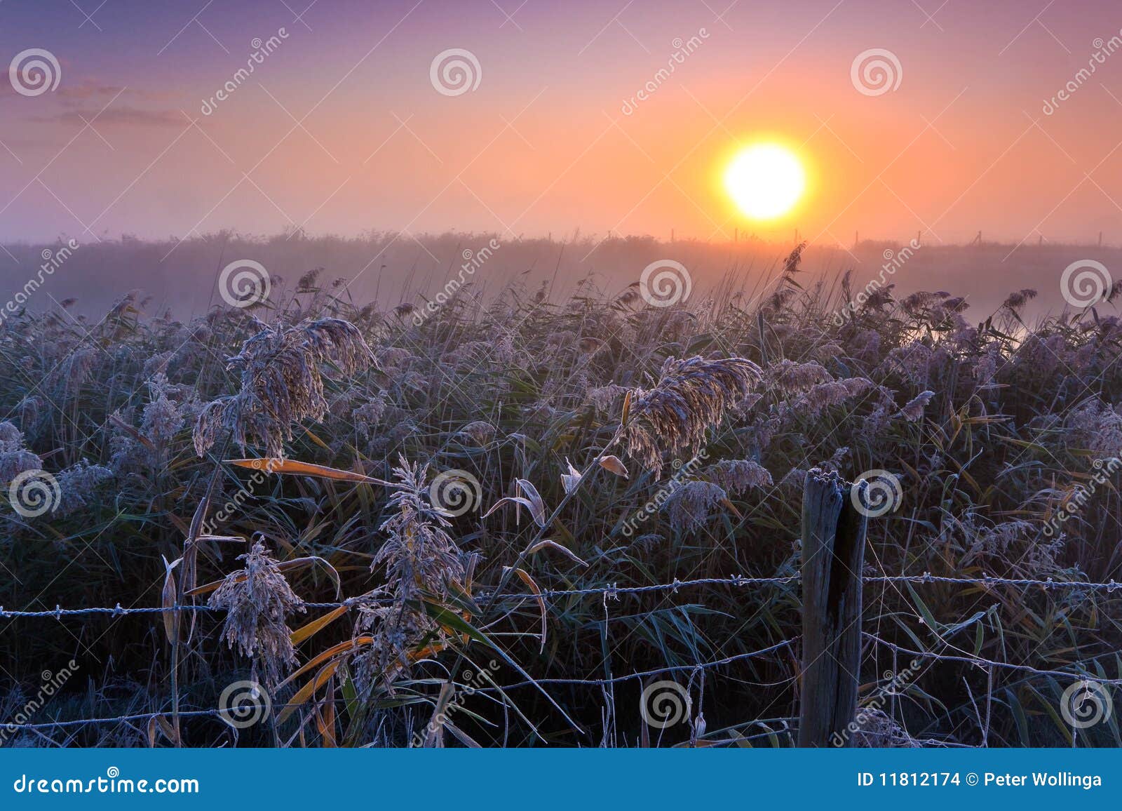 Reed Landscape at Sunrise in Winter Stock Photo - Image of frost ...