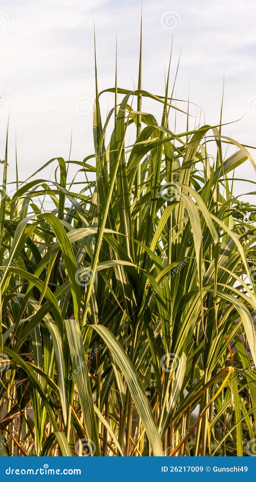 Reed leaves stock image. Image of macro, season, backgrounds - 26217009