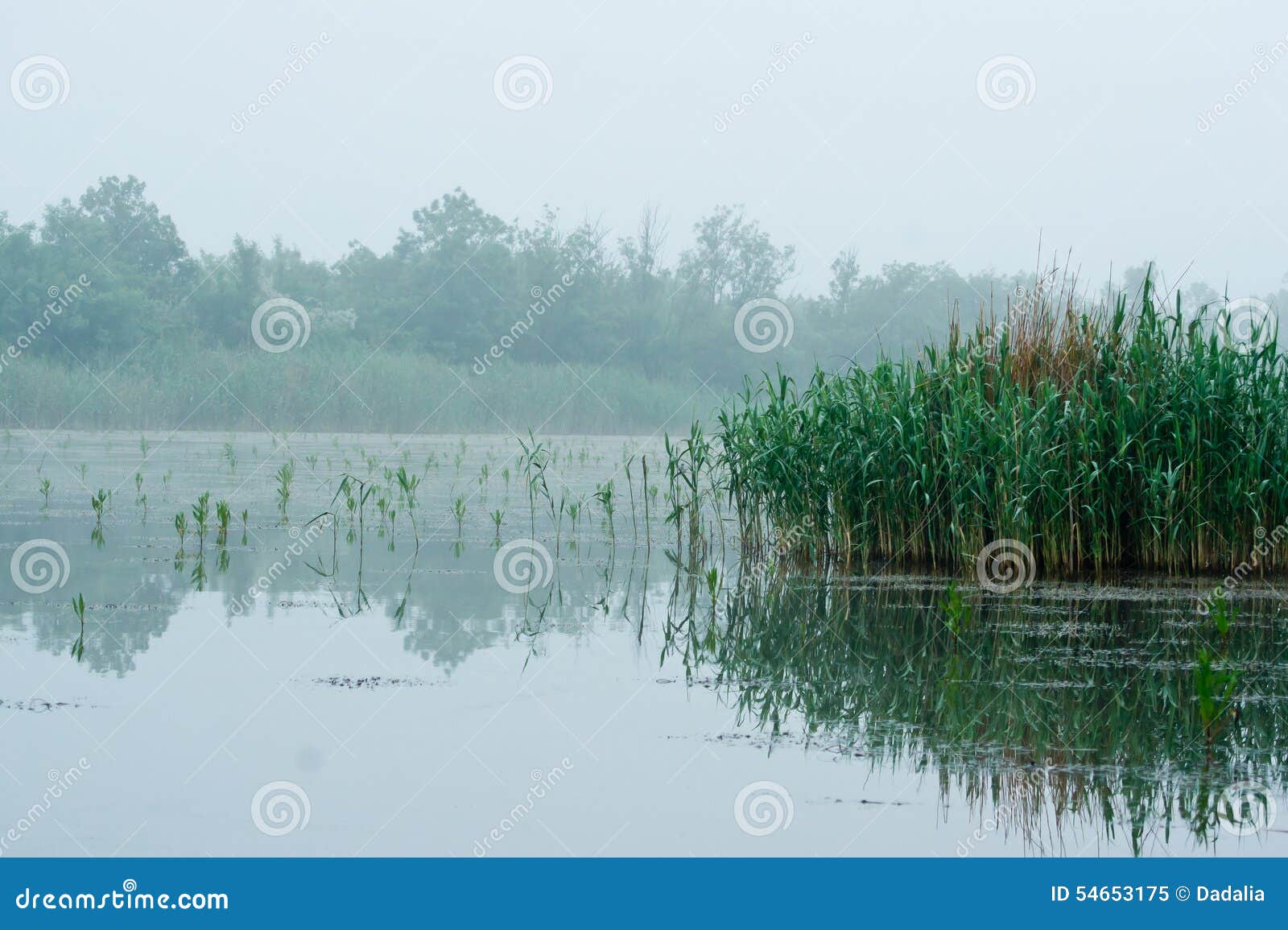 Reed leaves. stock image. Image of natural, landscape - 54653175