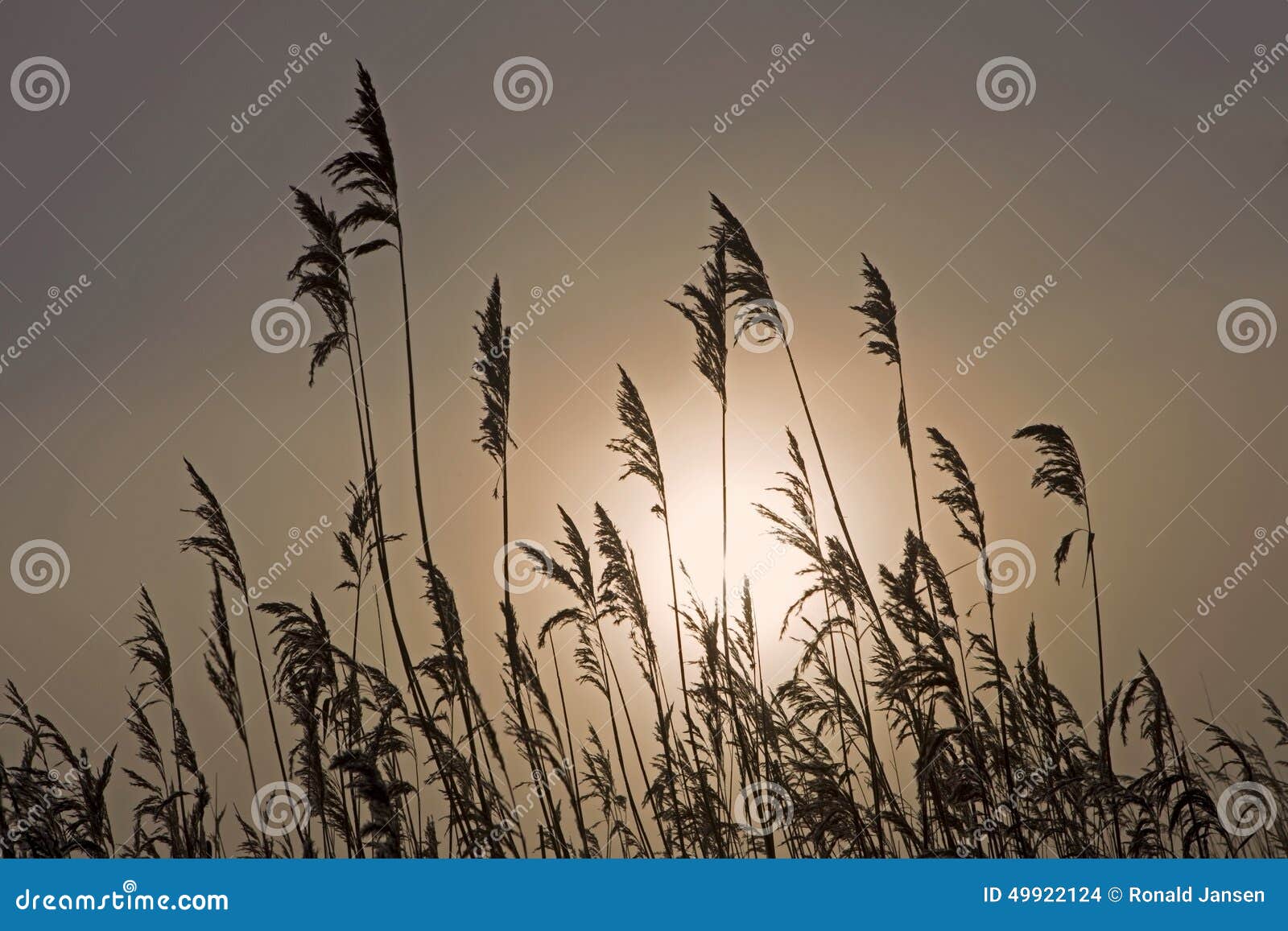 Reed in light rising sun stock photo. Image of backlight - 49922124