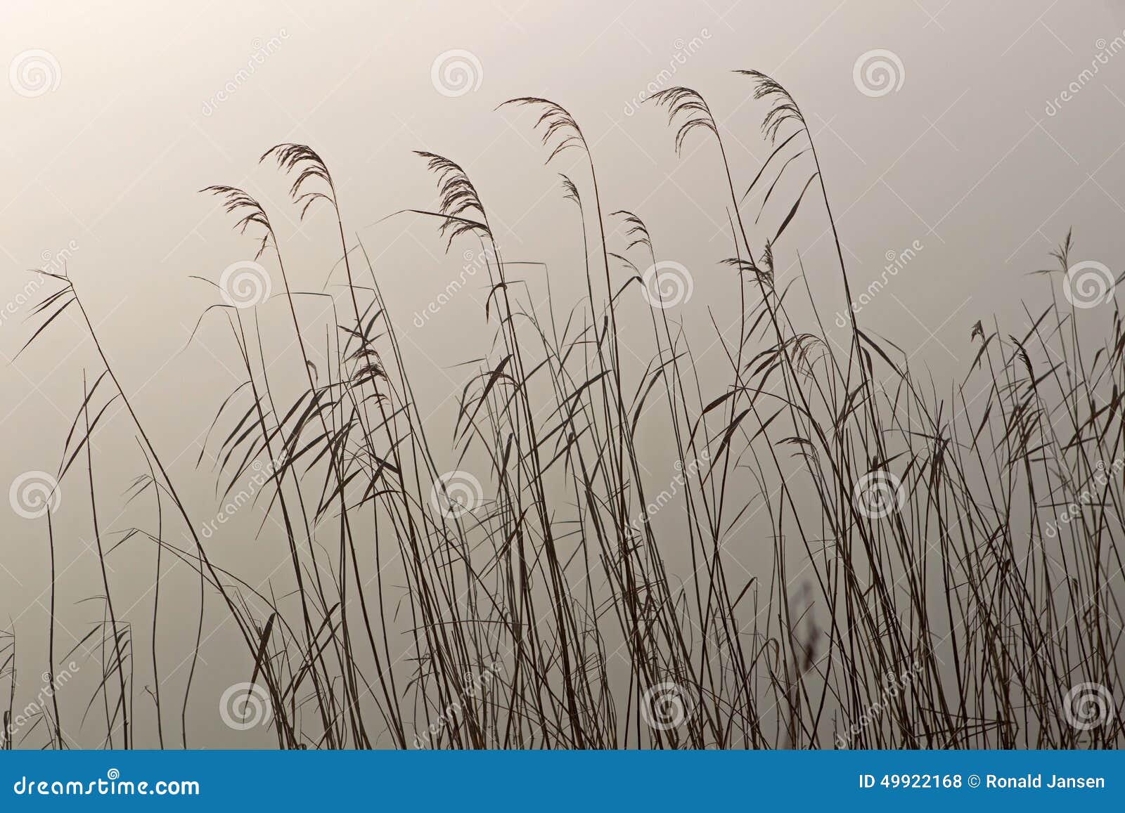 Reed in the Light of the Rising Sun Stock Photo - Image of reed, nature ...