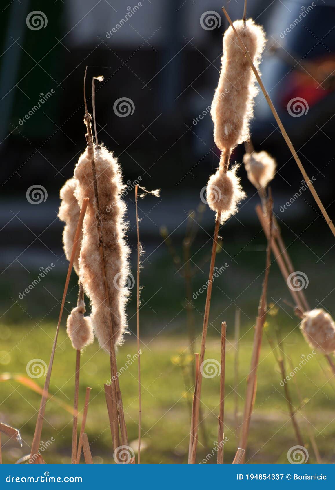 Reed on the local river stock image. Image of plant - 194854337