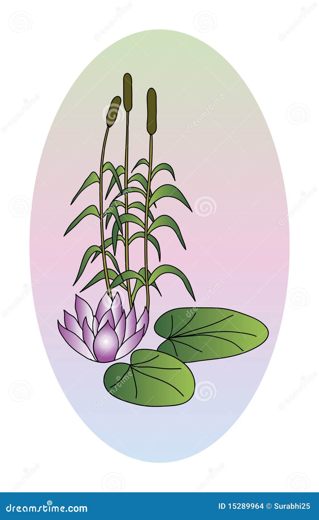 Reed and lotus stock vector. Illustration of lotus, green - 15289964