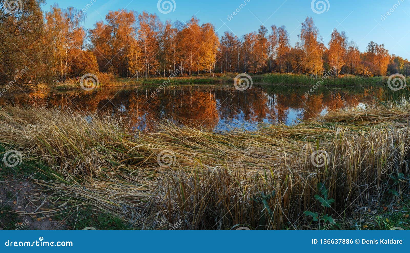 Reed Lying Against Autumn Trees Reflected in Water at Sunset. Stock ...