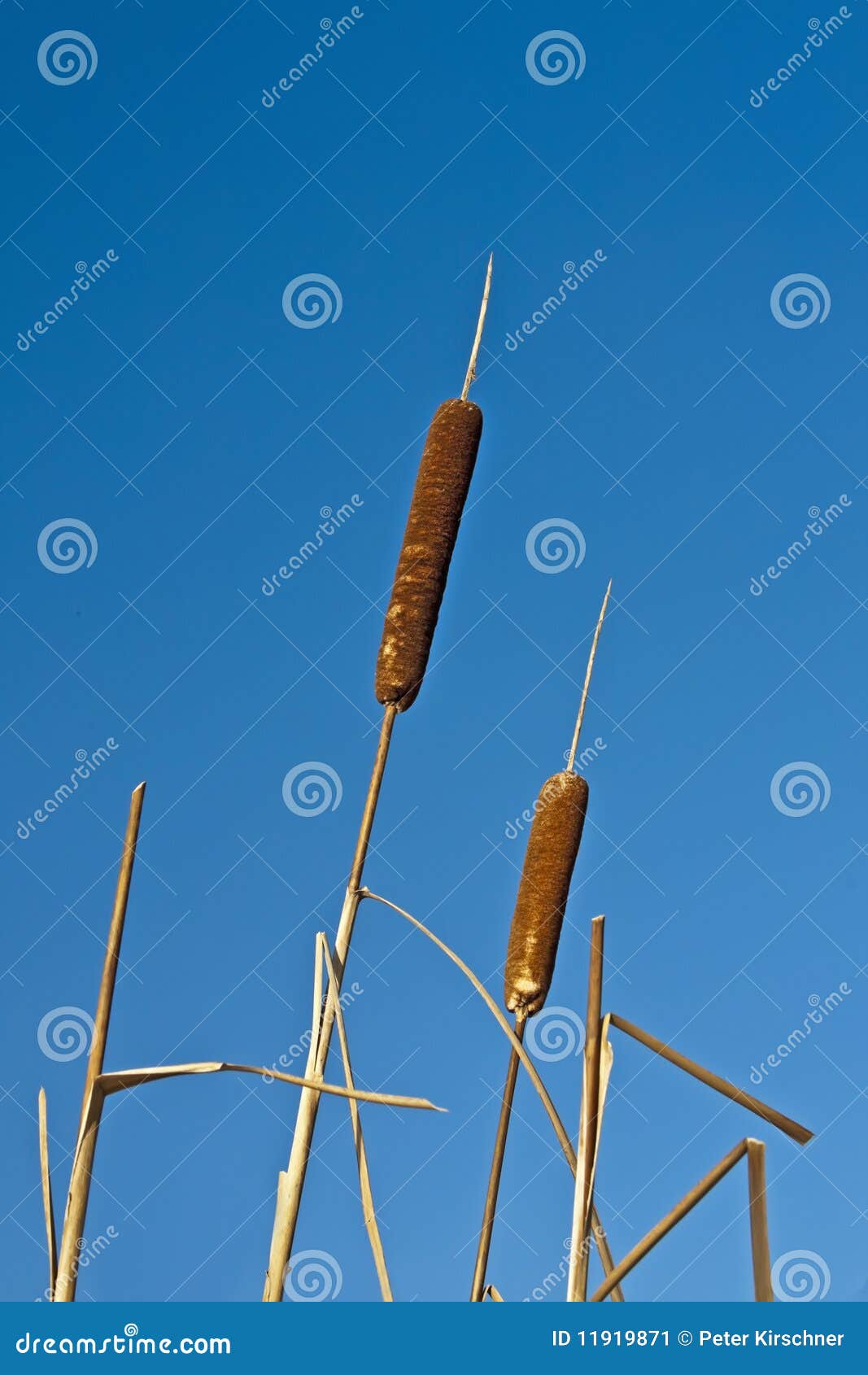 Reed Mace stock image. Image of season, yellow, blue - 11919871