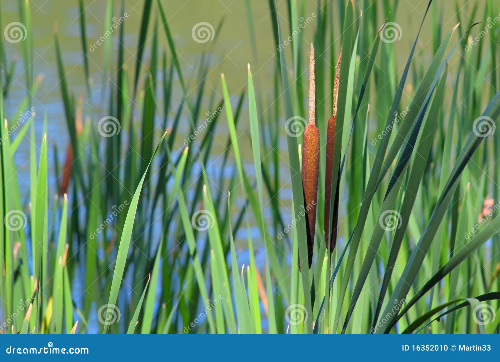 Reed Mace Plant Also Known As Cat - Tail, Bulrush, Swamp Sausage, Punks ...