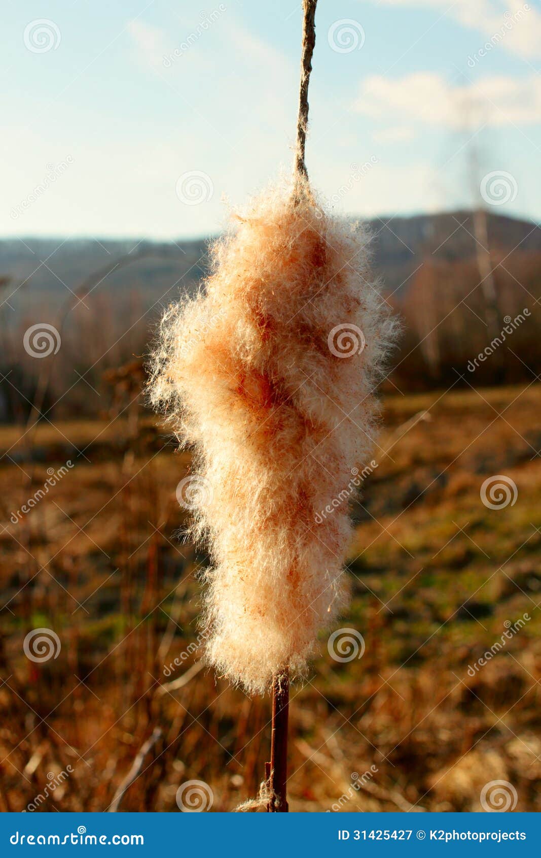 Reed Mace Plant Also Known As Cat - Tail, Bulrush, Swamp Sausage, Punks ...