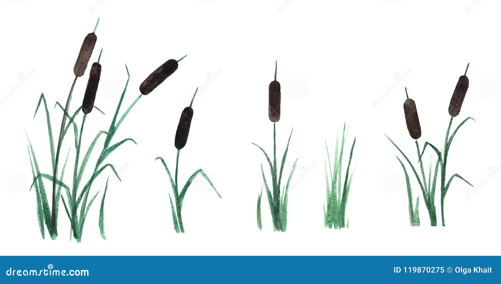Reed mace hand draw. stock illustration. Illustration of great - 119870275