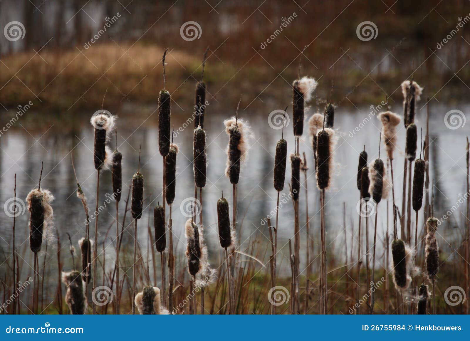 Reed-mace in winter stock photo. Image of white, fluffy - 26755984