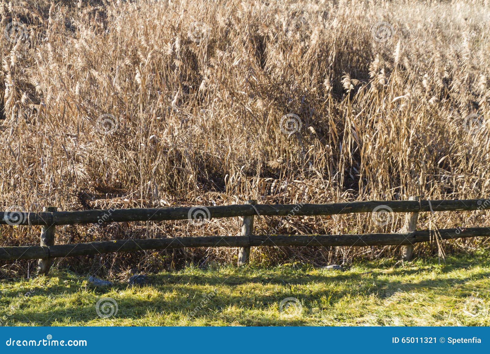 Reed marsh stock image. Image of season, silhouette, reed - 65011321