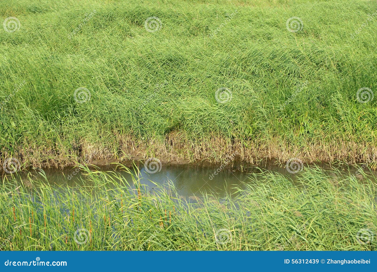Reed marshes stock image. Image of water, nunja, plant - 56312439