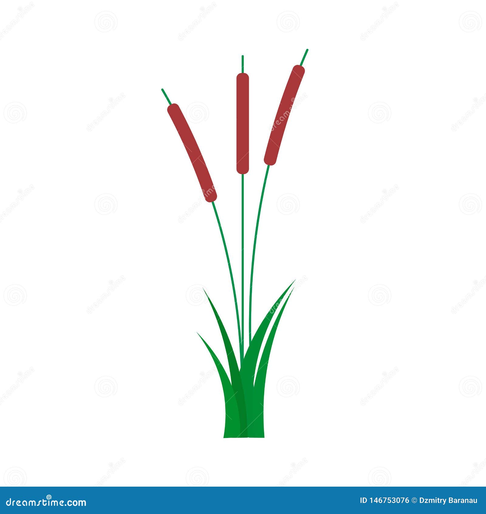 Reed Natural Wild Summer Flat Vector. Bulrush Grass Isolated ...