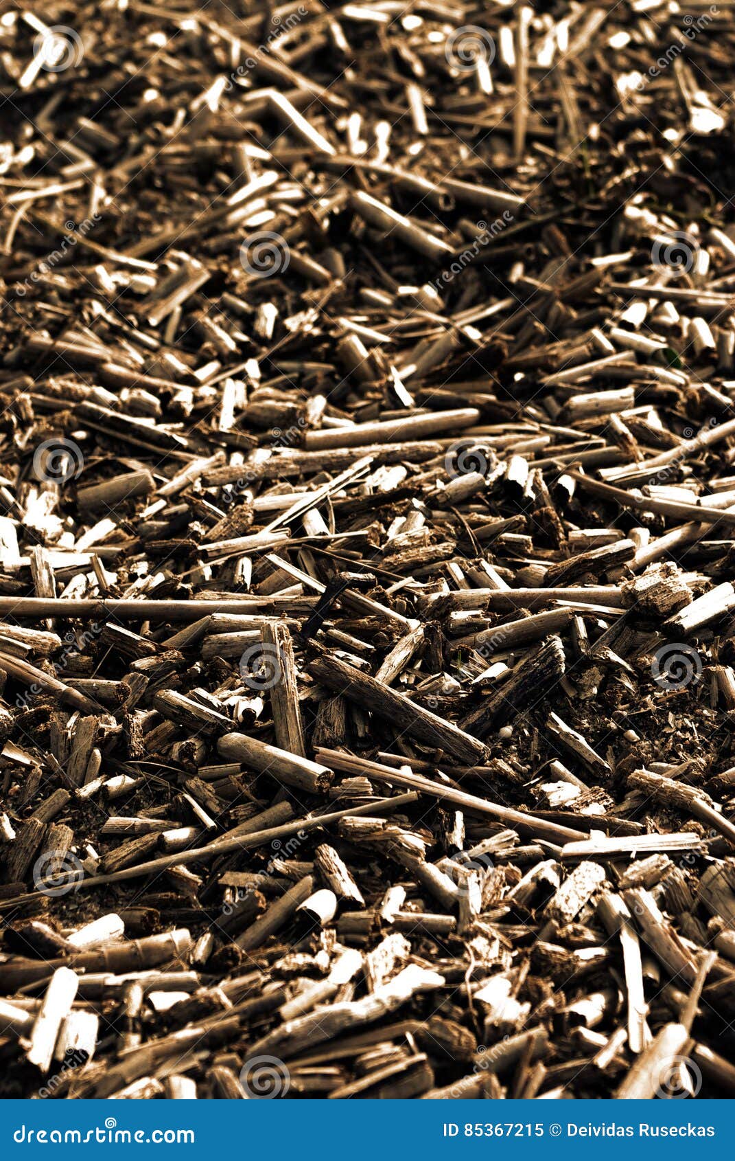 Reed stock image. Image of details, coast, wonderful - 85367215