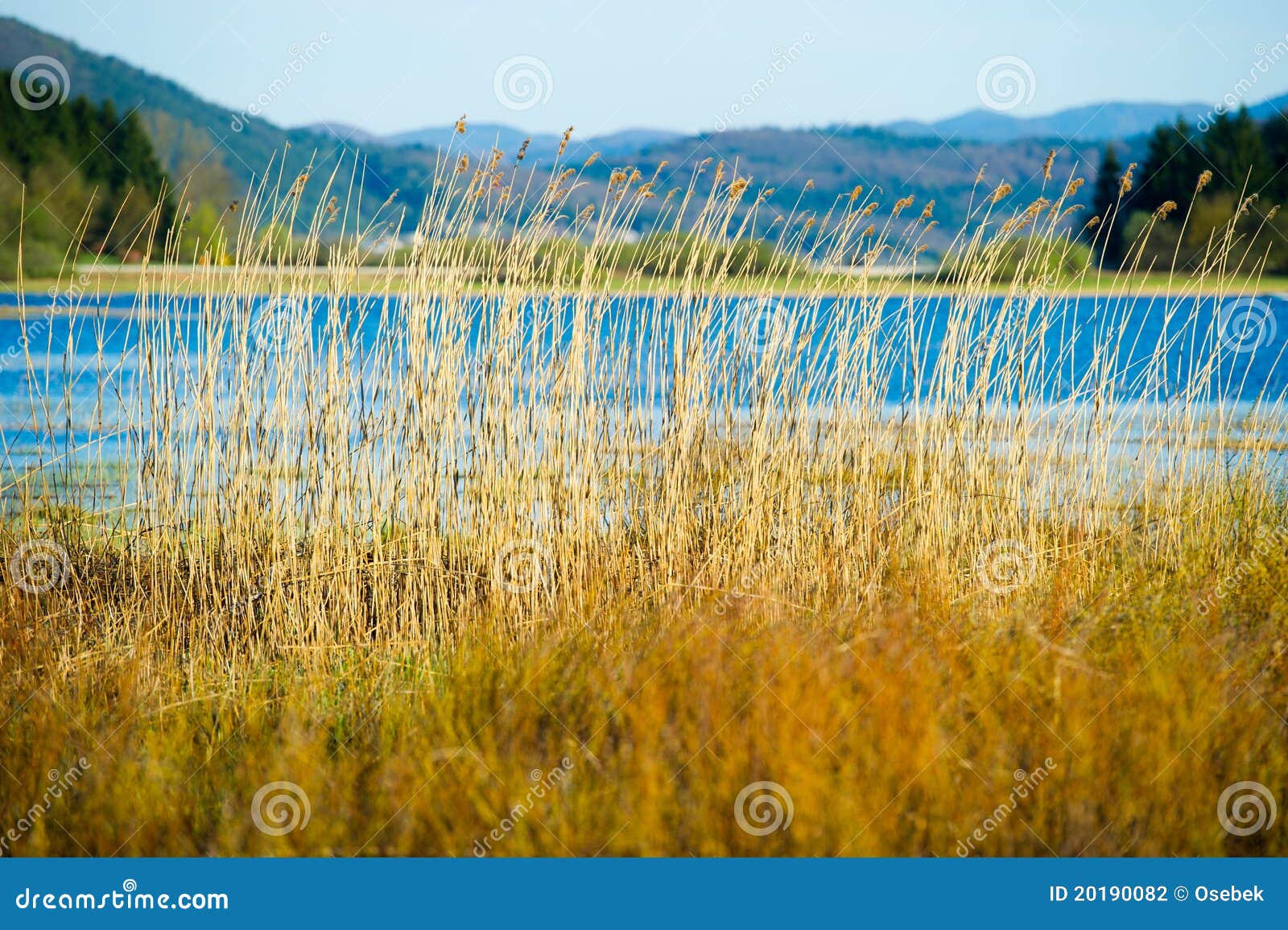 Reed near a lake stock photo. Image of scene, reed, water - 20190082