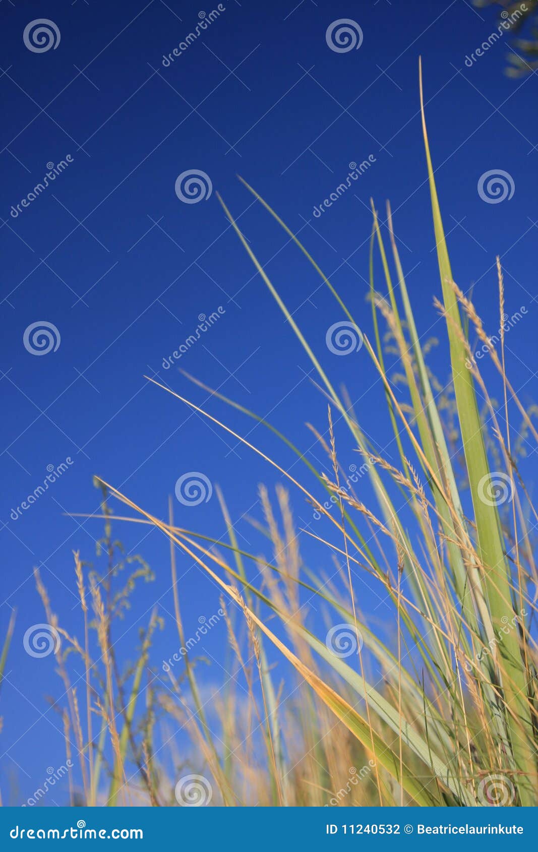 Reed near the sea stock photo. Image of phragmites, natural - 11240532