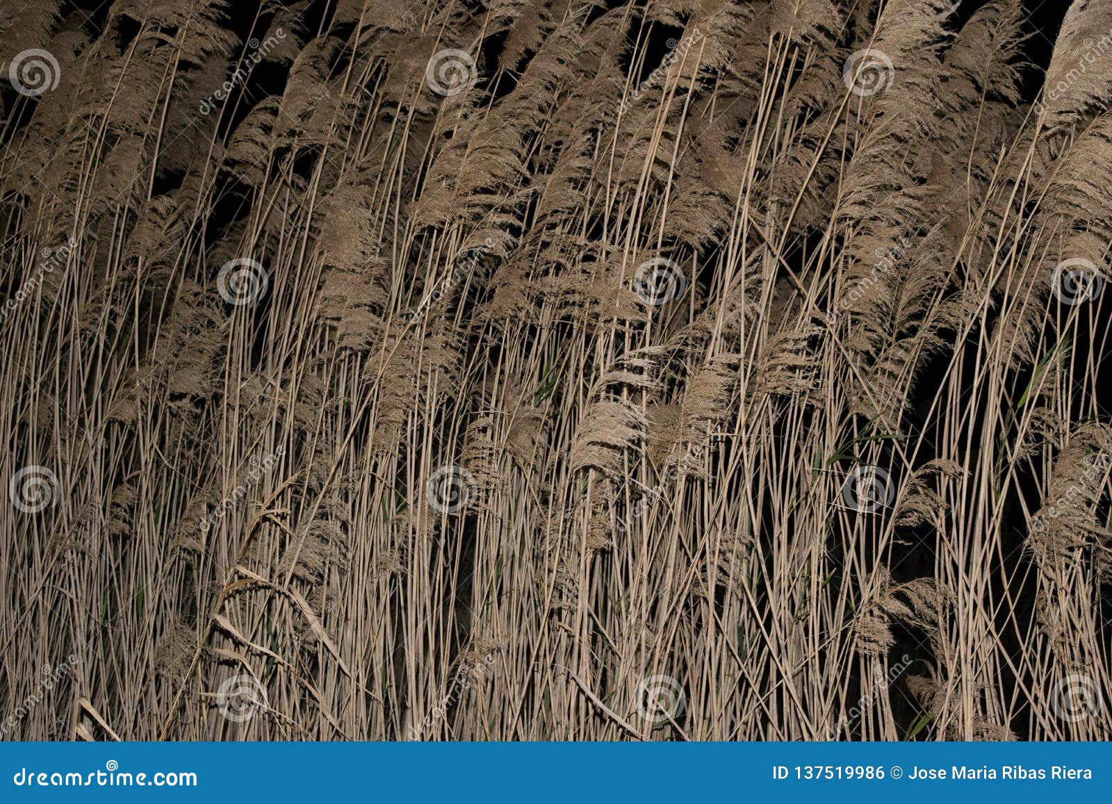 Reed at night stock photo. Image of night, abstract - 137519986