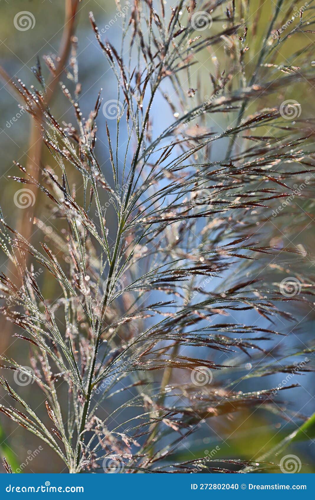 A Reed Panicle, Covered with Dew, in the Rays of the Morning Sun. Stock ...
