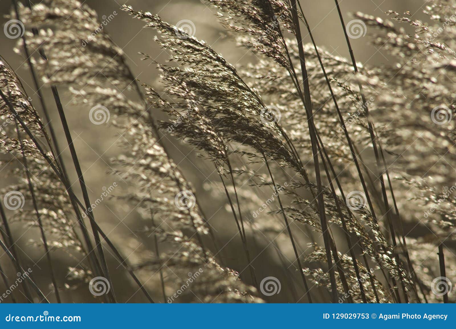 Reed panicles ,Rietpluimen stock image. Image of flora - 129029753