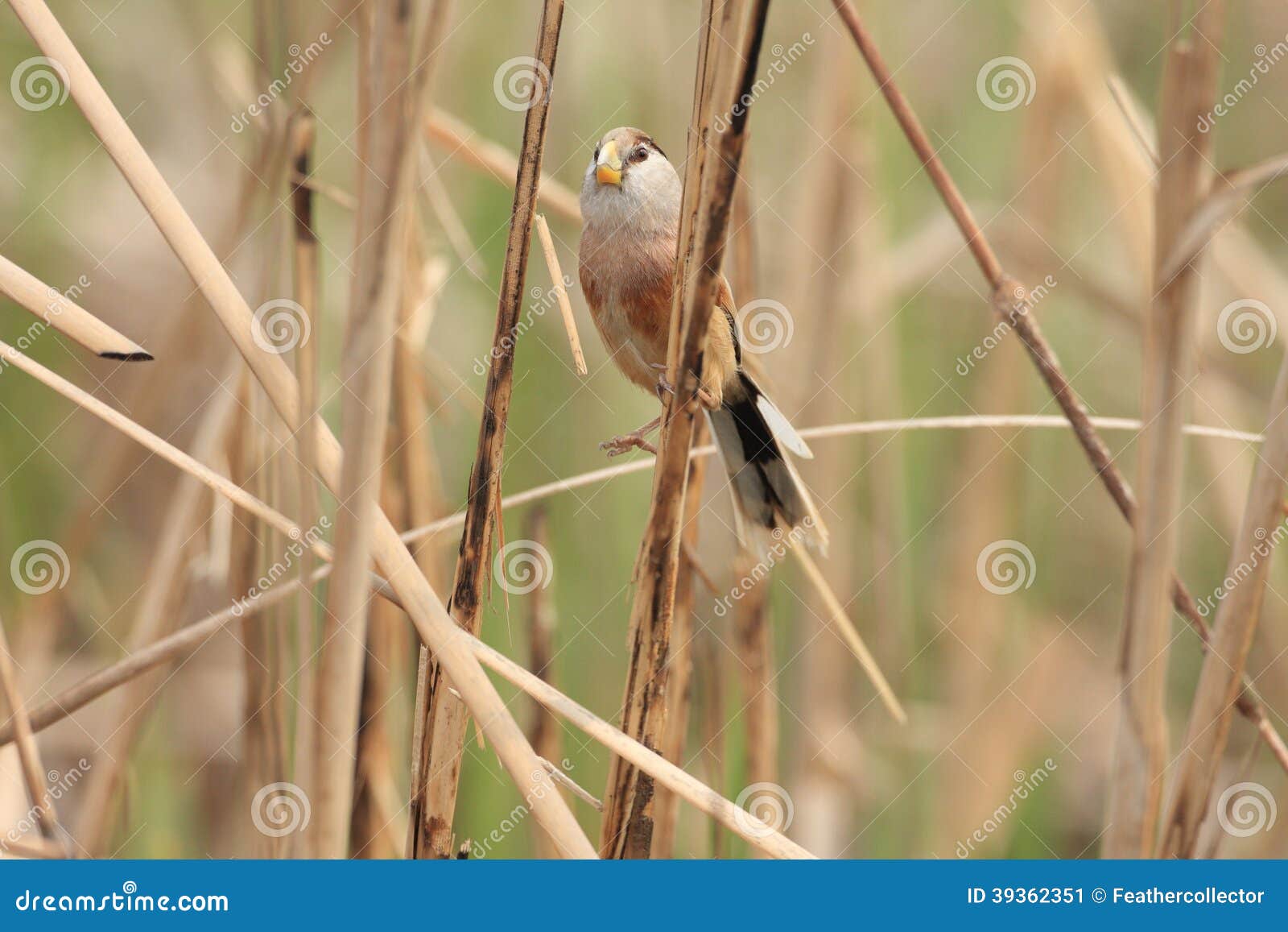 Reed Parrotbill imagen de archivo. Imagen de amenazado - 39362351