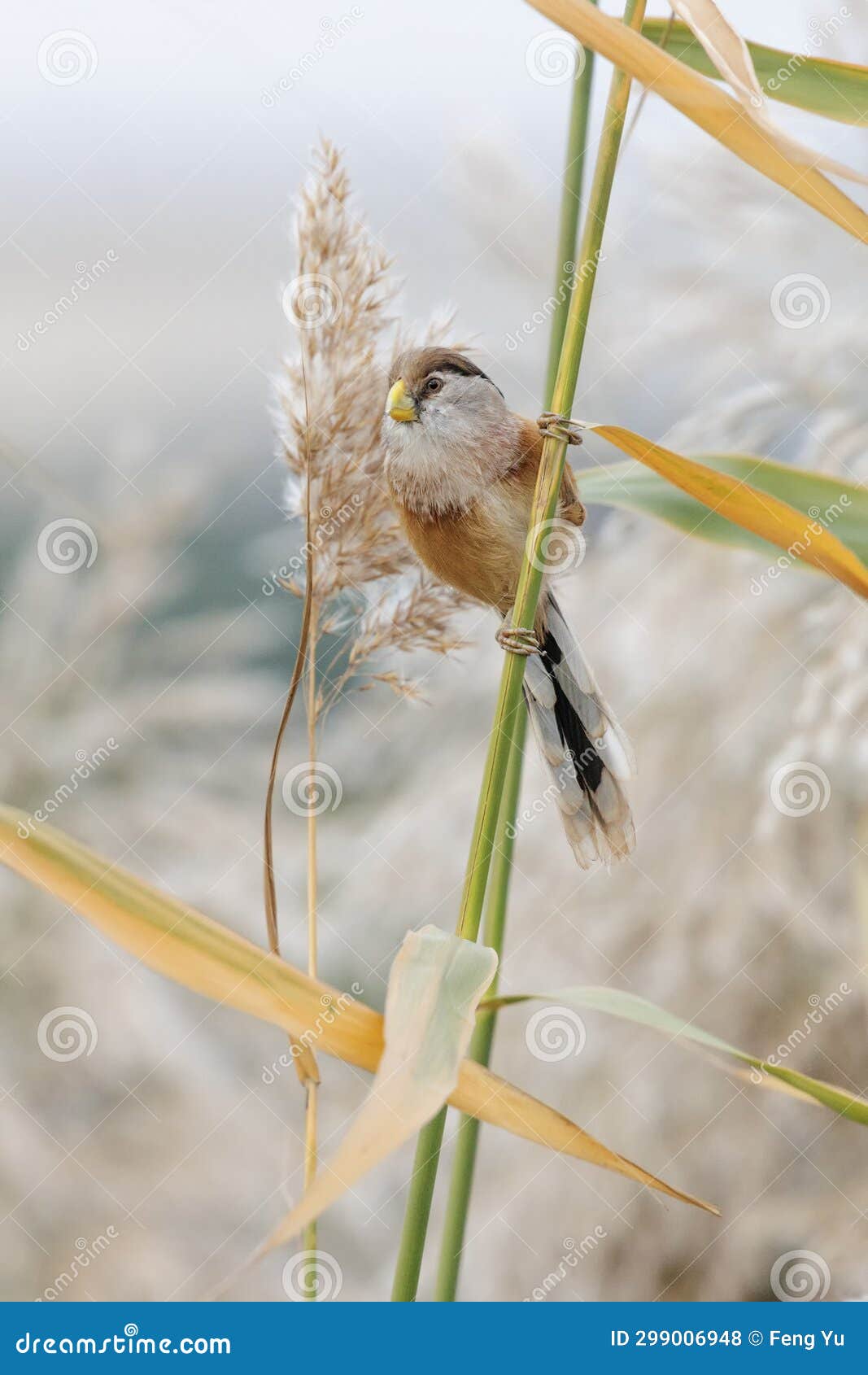 Reed Parrotbill Royalty-Free Stock Photography | CartoonDealer.com ...