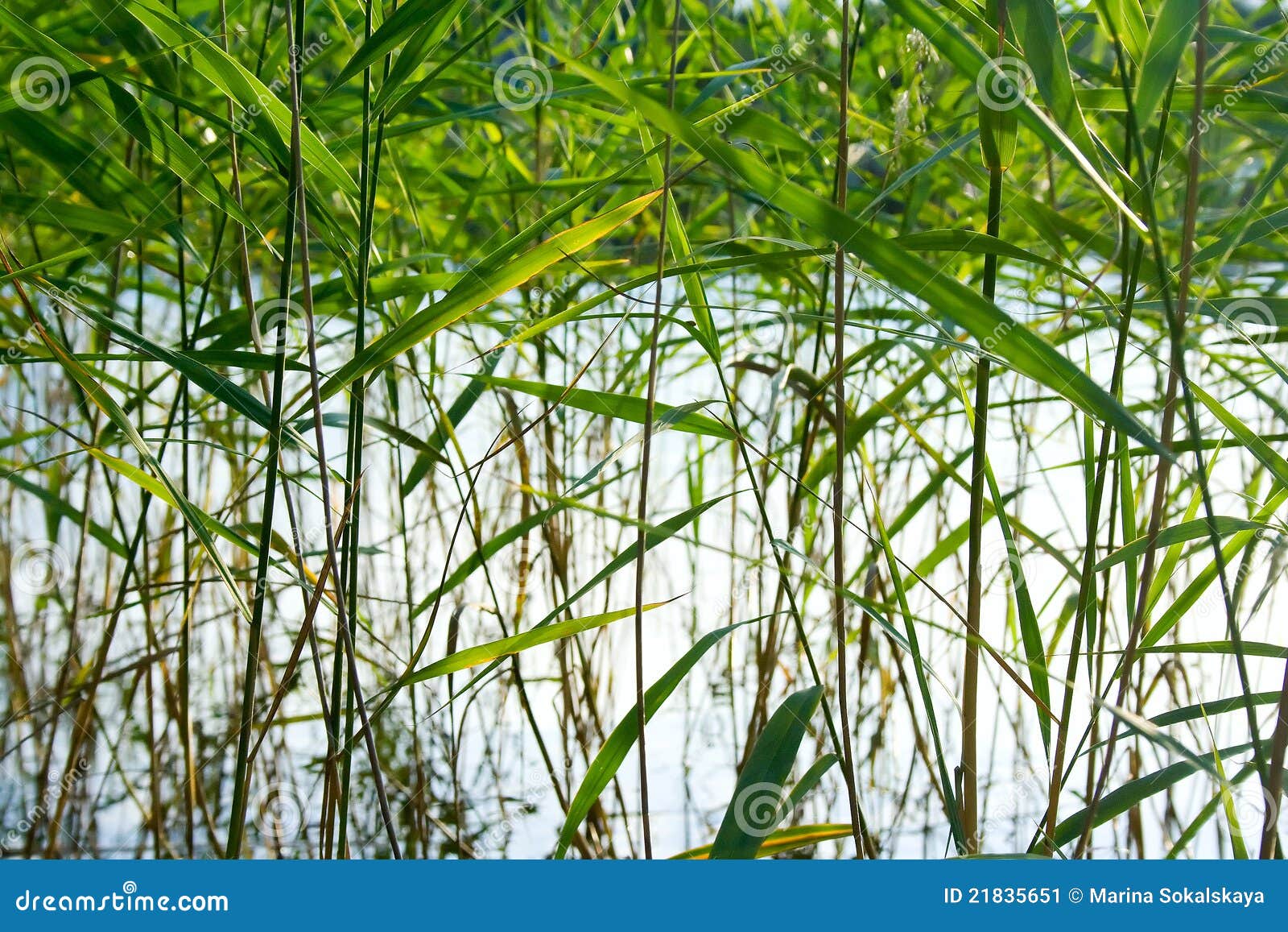 Reed pattern stock image. Image of reed, wallpaper, green - 21835651