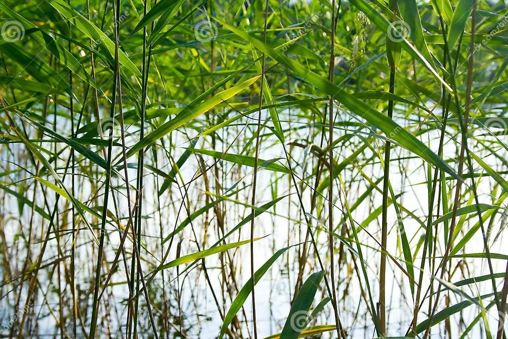Reed pattern stock image. Image of reed, wallpaper, green - 21835651