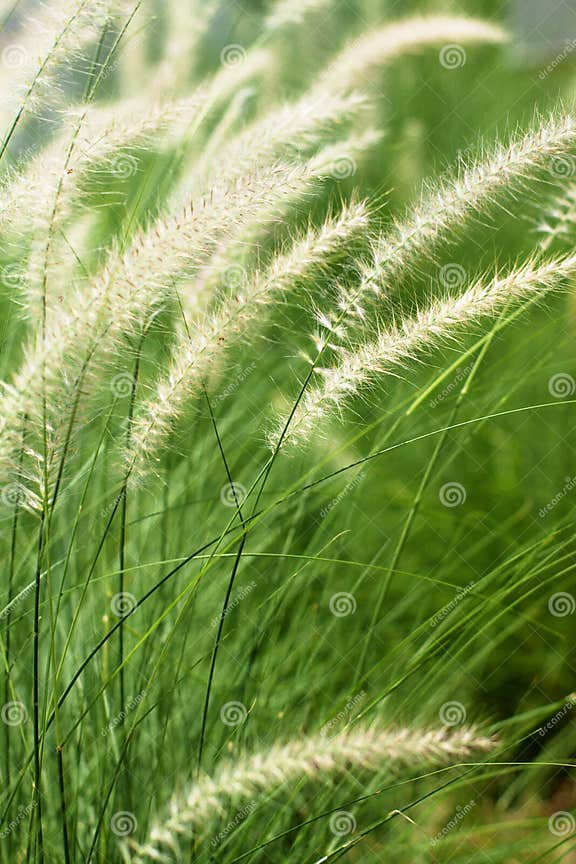 Reed pattern stock image. Image of lake, outdoor, grow - 25660979