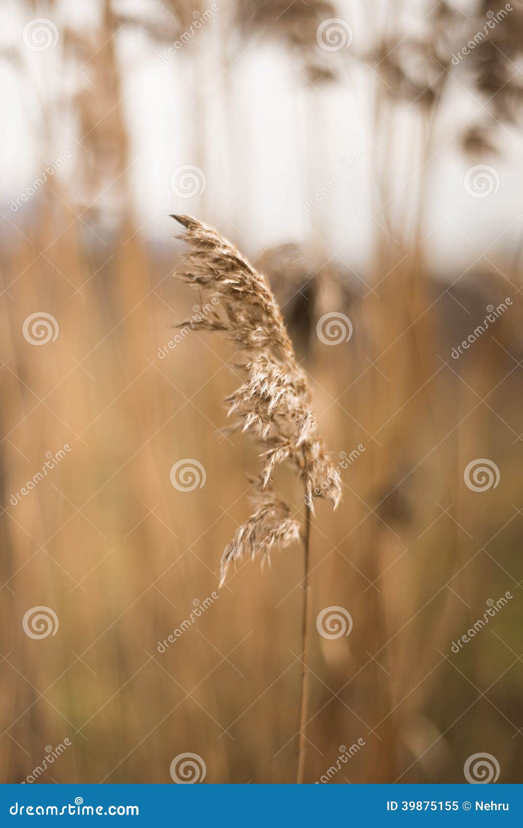 Reed stock image. Image of flora, leaves, grassland, field - 39875155