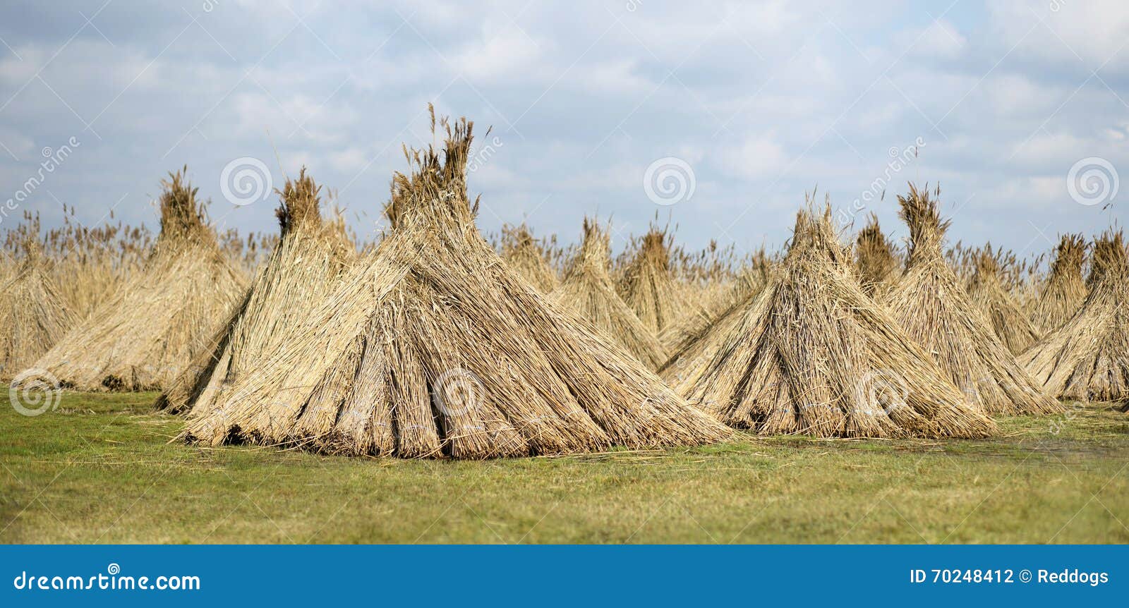 Reed piles in the field stock photo. Image of natural - 70248412